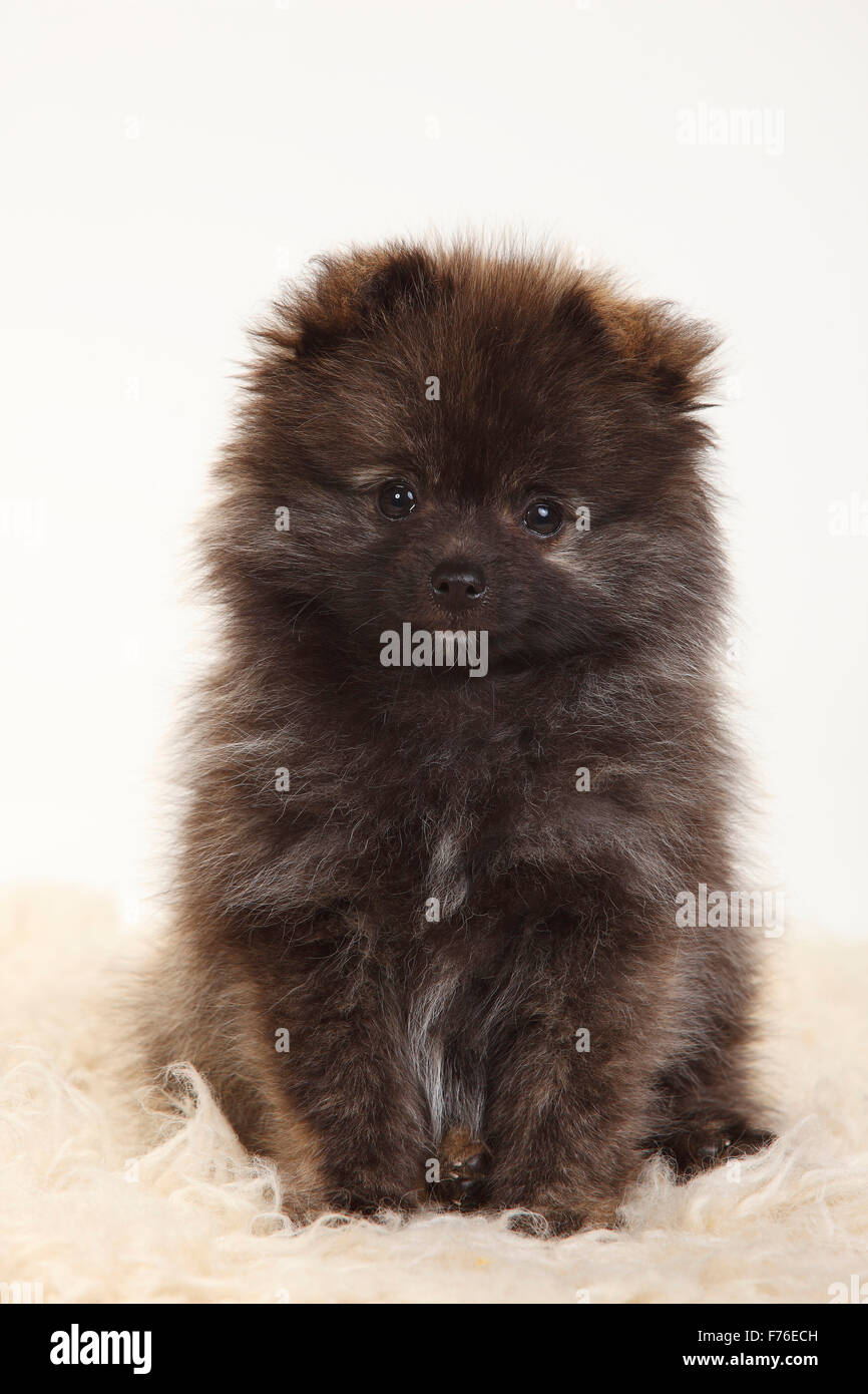 Miniature German Spitz, puppy, 12 weeks|Kleinspitz, Welpe, 12 Wochen ...
