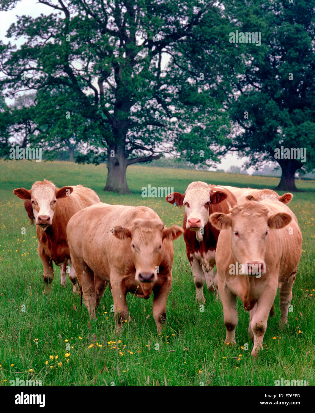 Beef Cattle in field Stock Photo - Alamy