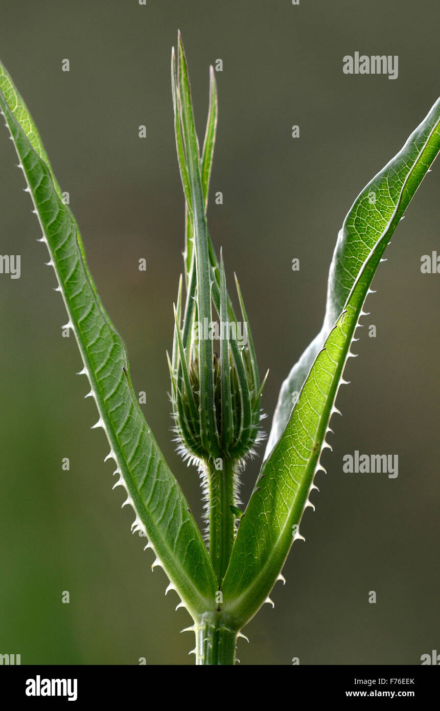 Teasel flower bud Stock Photo - Alamy