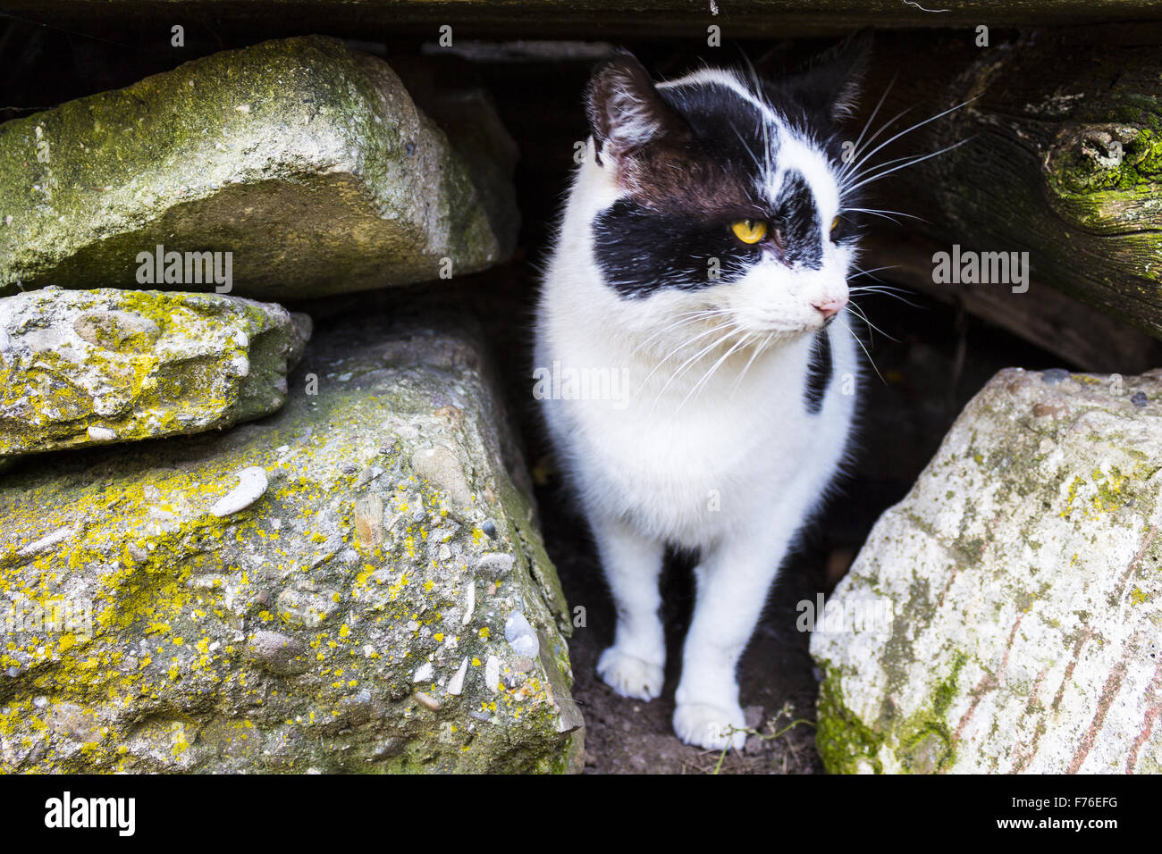 Angry looking kitty sitting underneath some ruins Stock Photo - Alamy