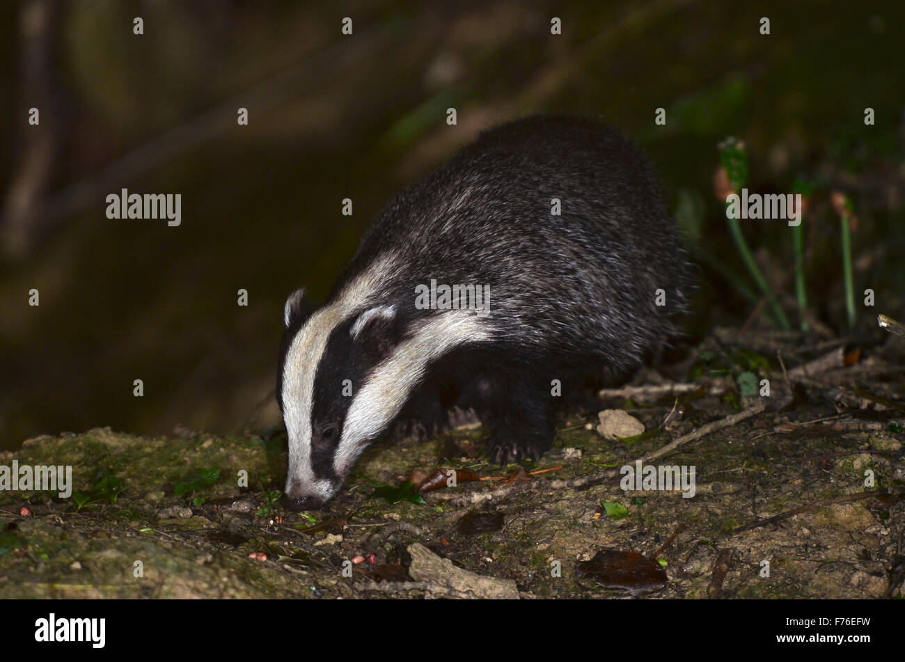Furry badger hi-res stock photography and images - Alamy