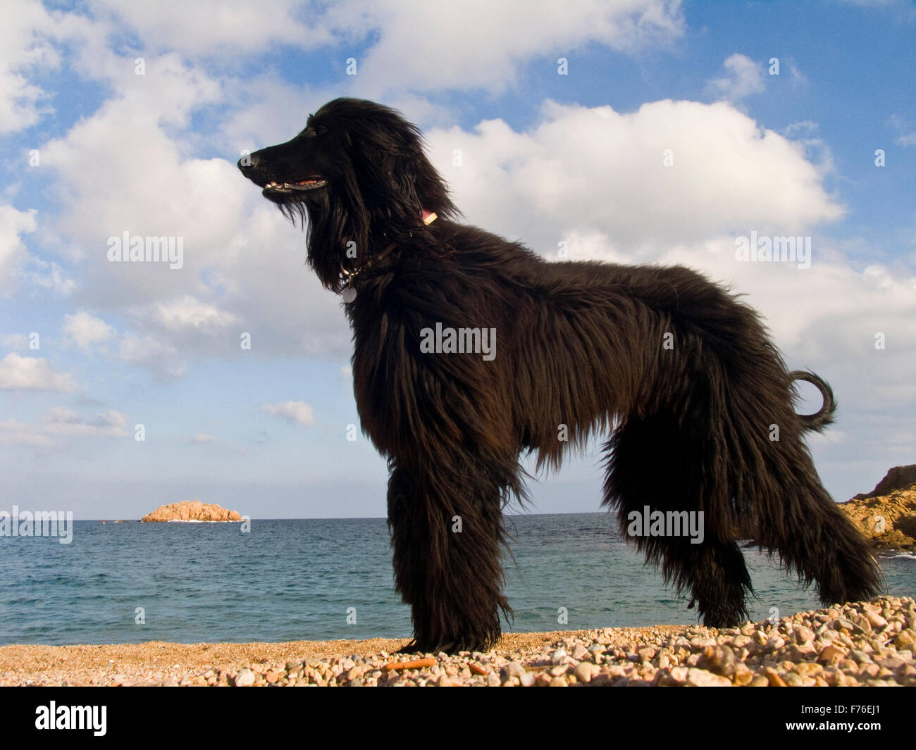 Afgan dog hi-res stock photography and images - Alamy