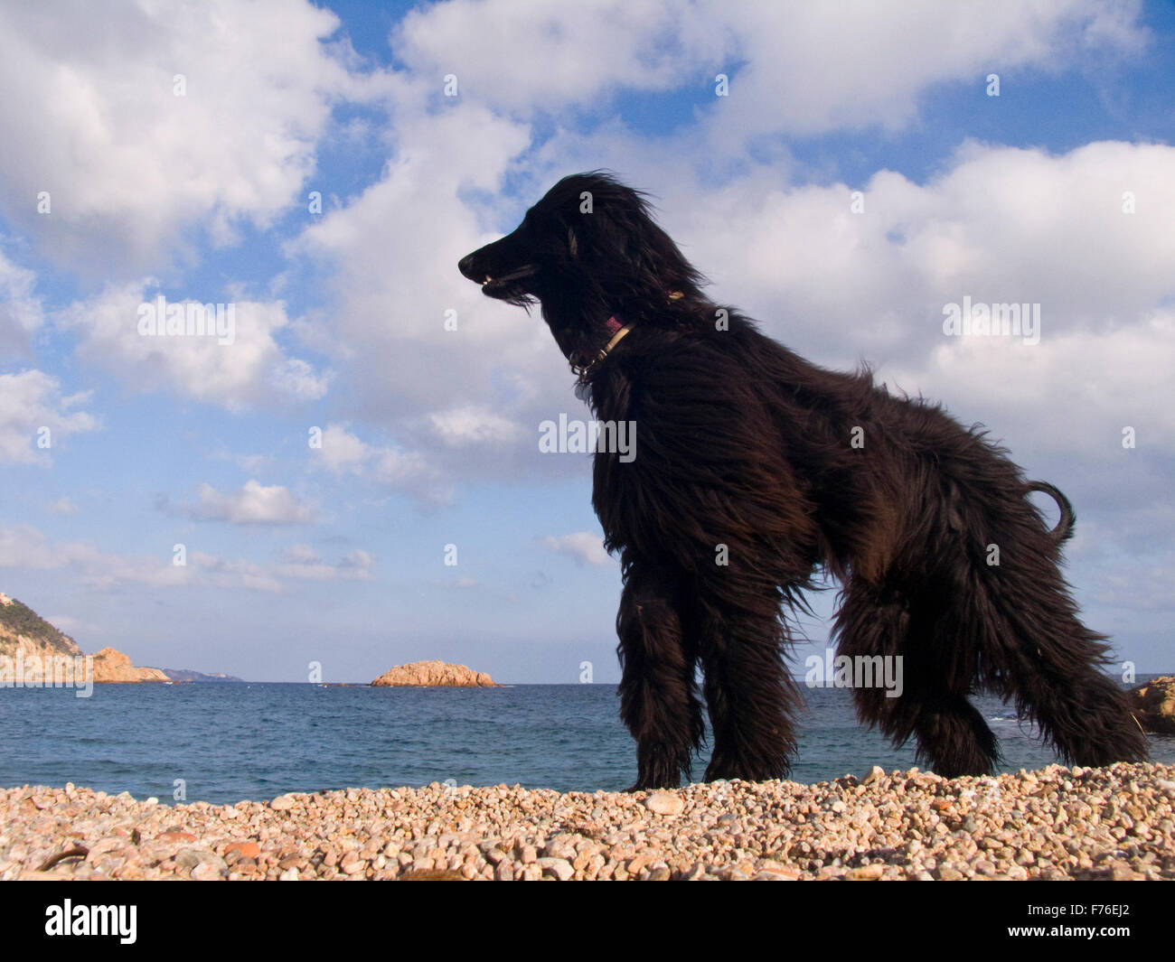 Afgan dog hi-res stock photography and images - Alamy