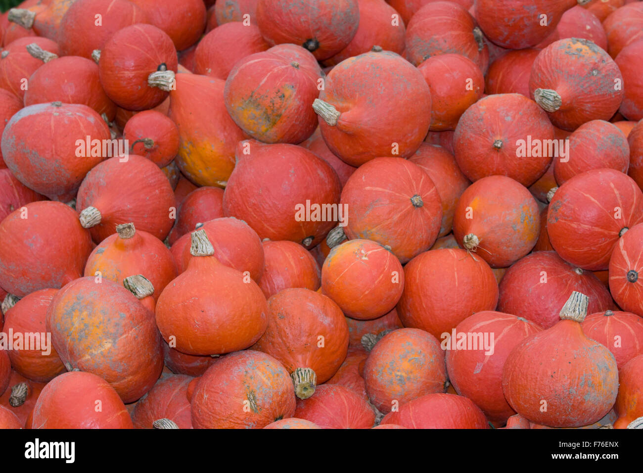 Lots of pumpkins hi-res stock photography and images - Alamy