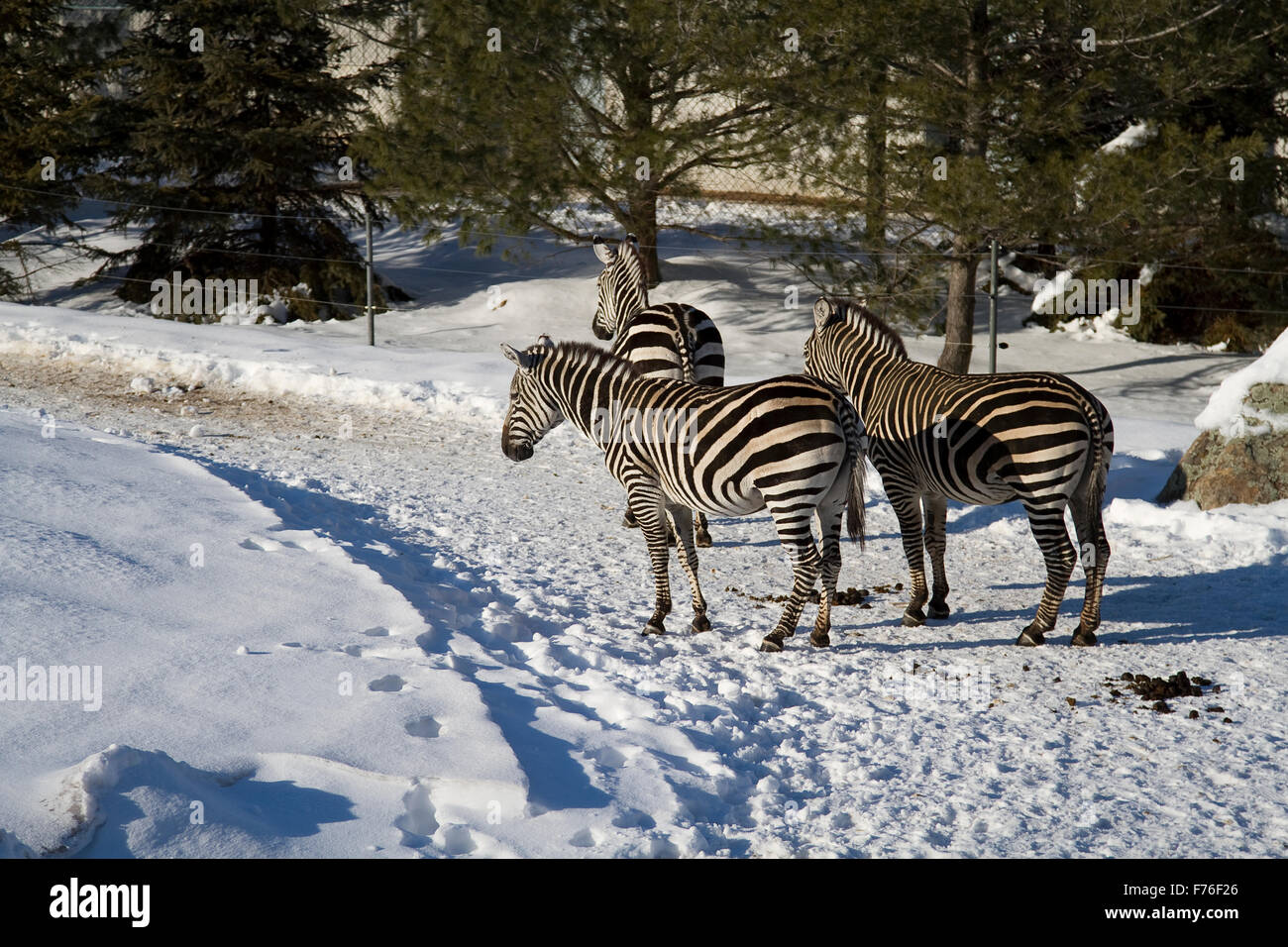 Zebra dung hi-res stock photography and images - Alamy