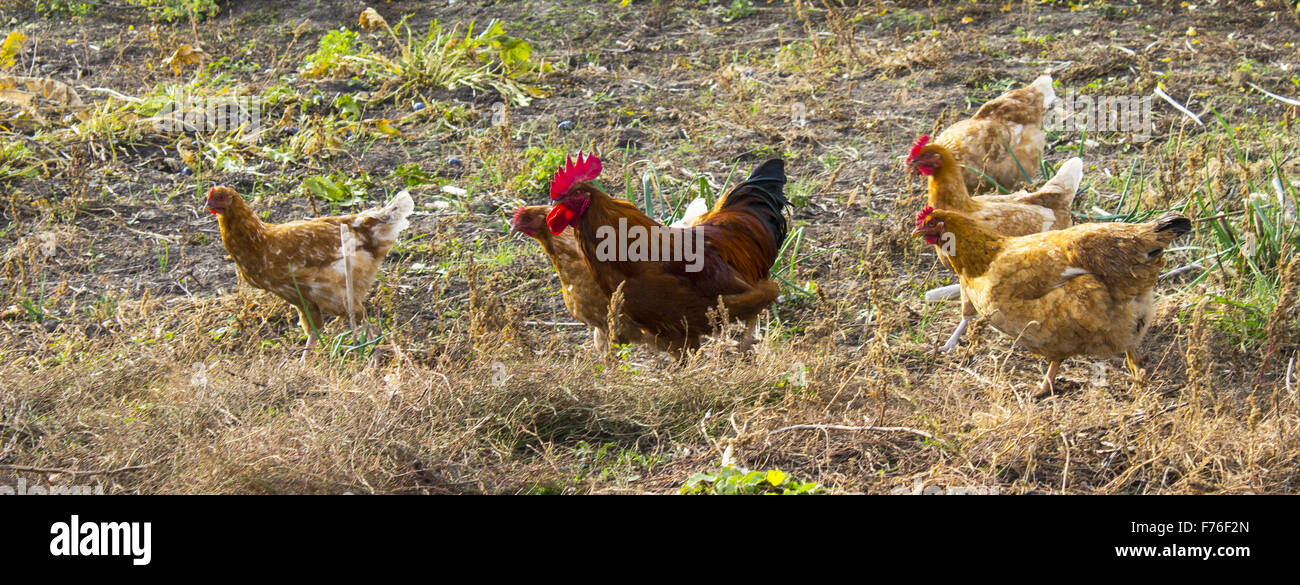 Best Food For Hens And Roosters at Mercedes Jackson blog