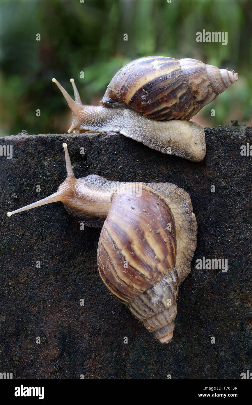 South indian insects hi-res stock photography and images - Alamy