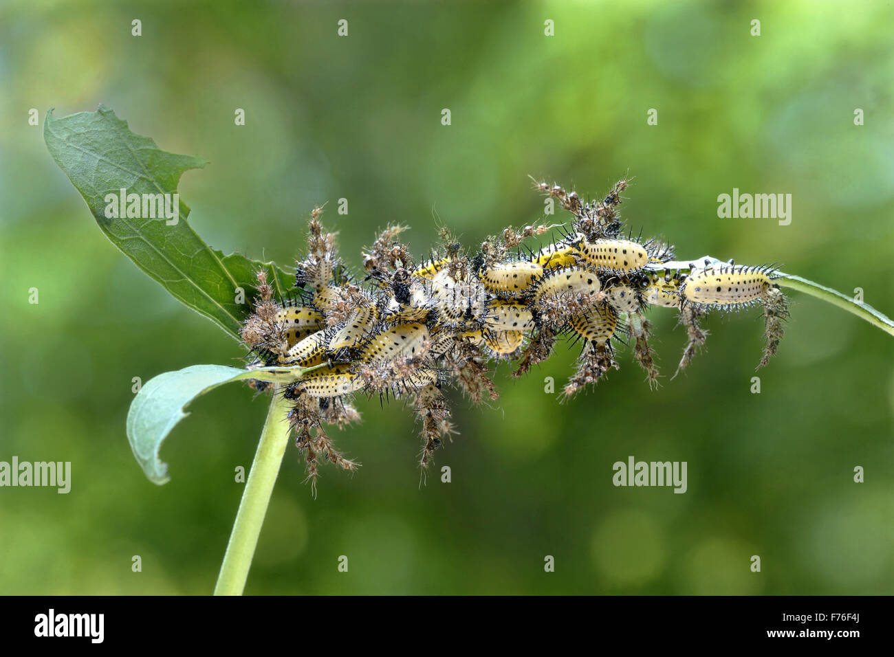 Indian beetle hi-res stock photography and images - Alamy