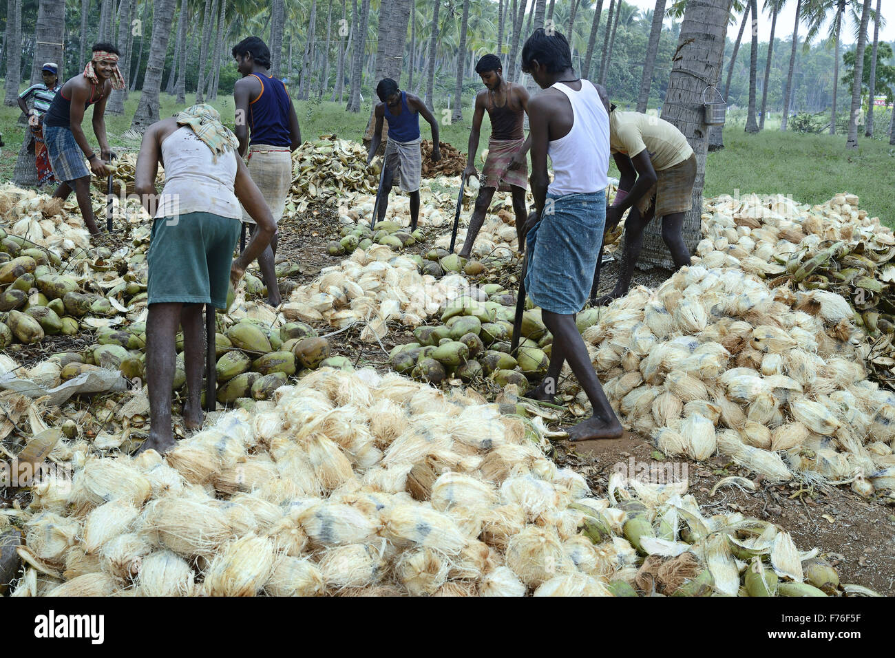 Dehusking coconuts hi-res stock photography and images - Alamy