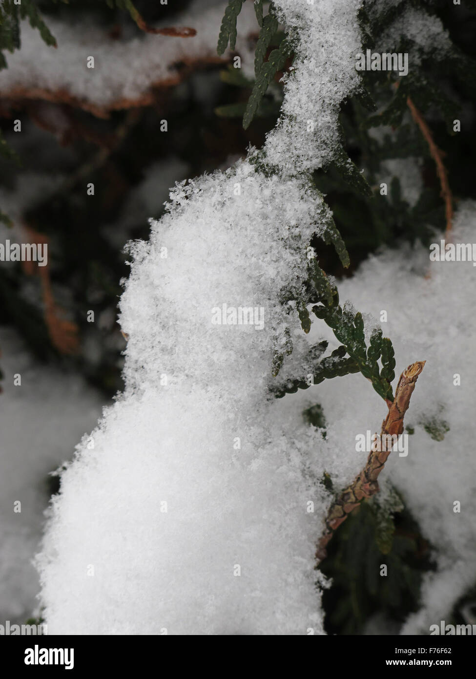White cedar forest hi-res stock photography and images - Alamy