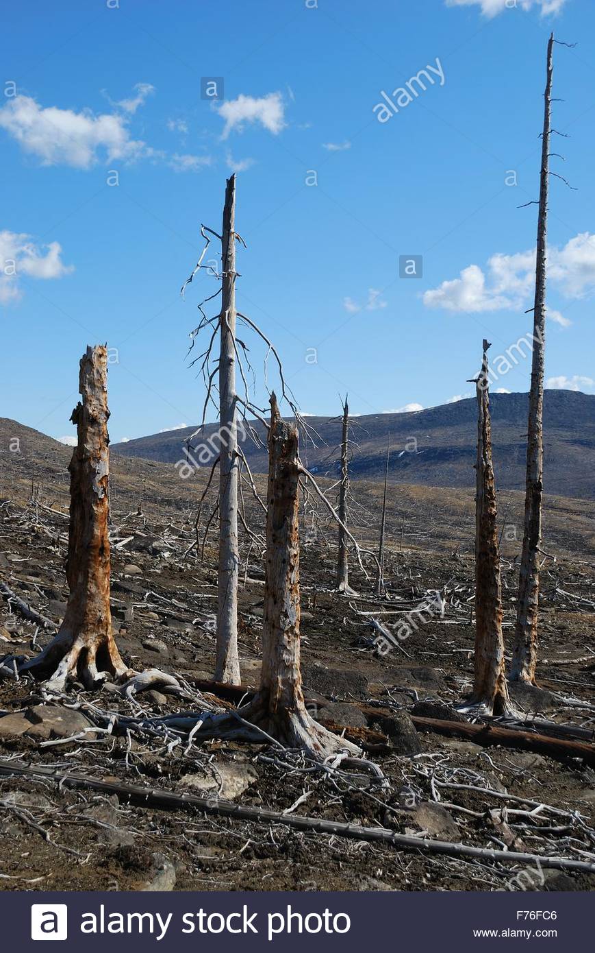 Taiga Deforestation High Resolution Stock Photography and Images - Alamy