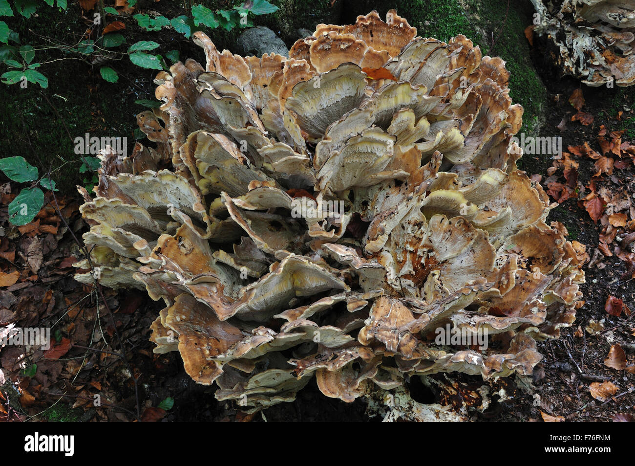 Giant polypore fungus meripilus giganteus hi-res stock photography and ...