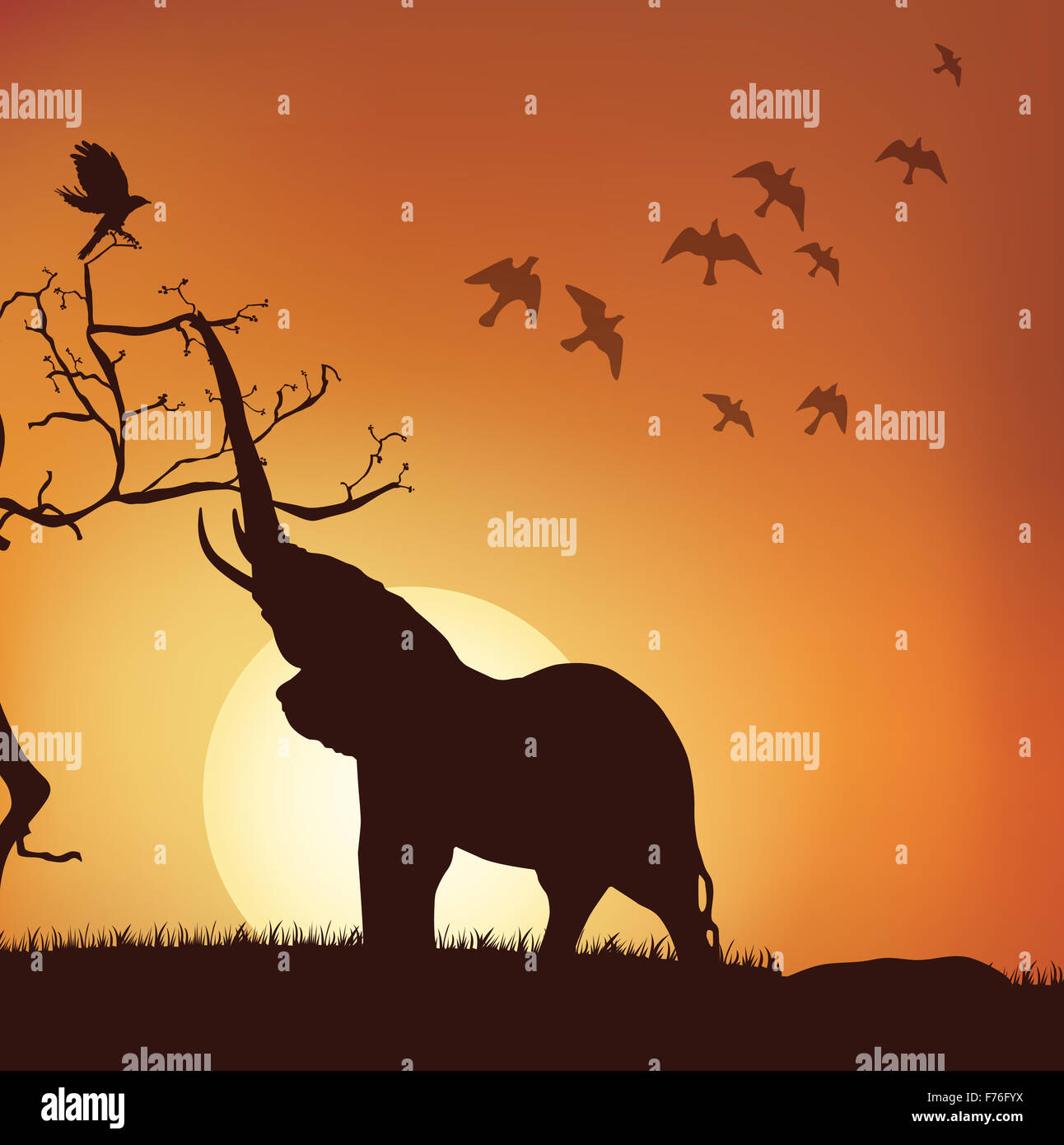 silhouette view of elephant pulling branches, sunrise,sunset Stock ...