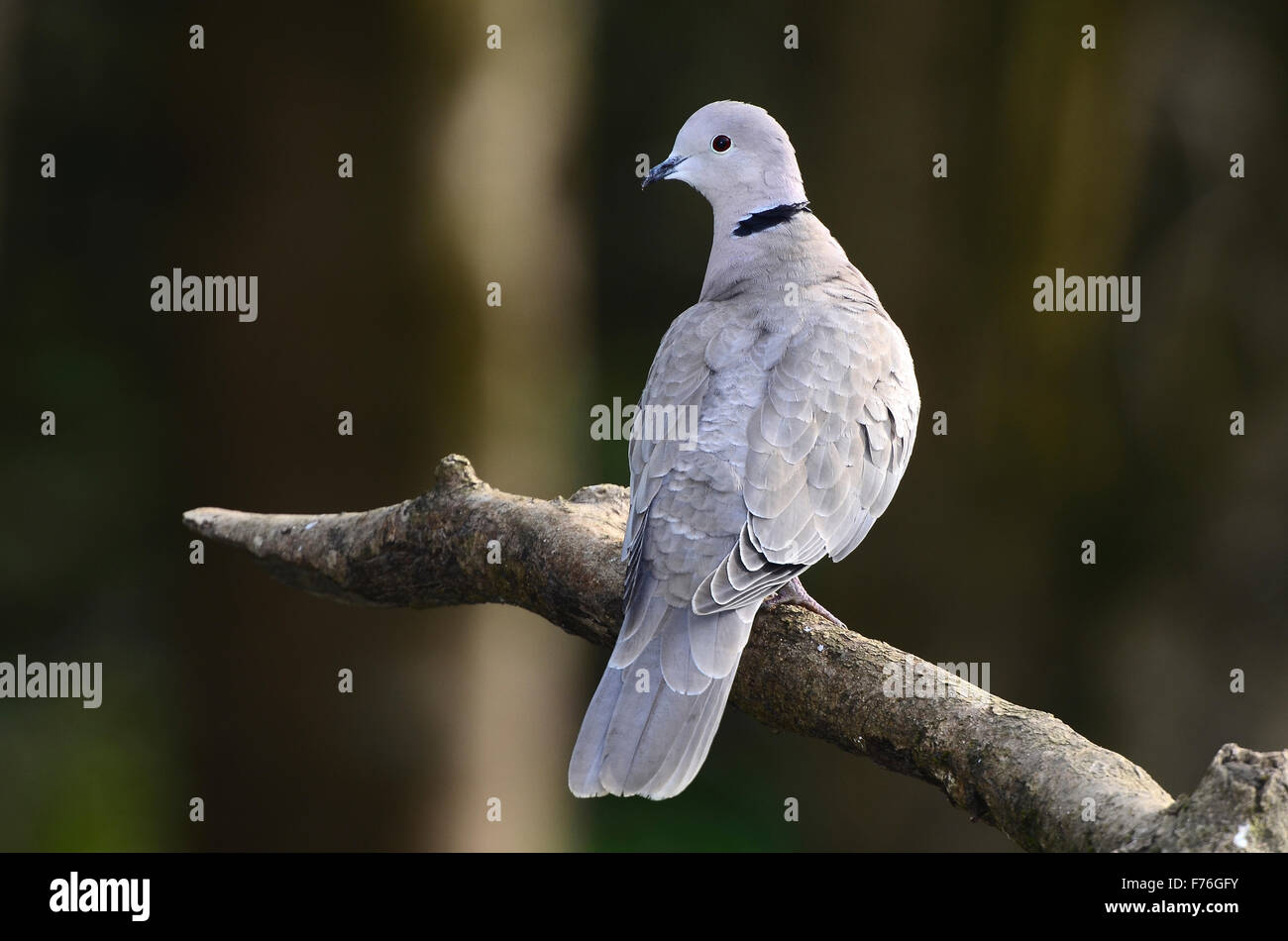 Collared dove hi-res stock photography and images - Alamy