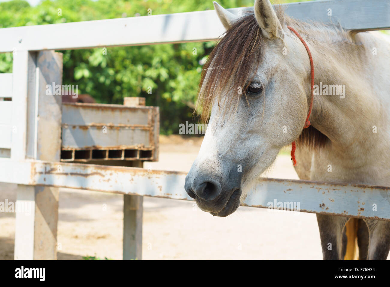 White horse in the box stall Stock Photo - Alamy