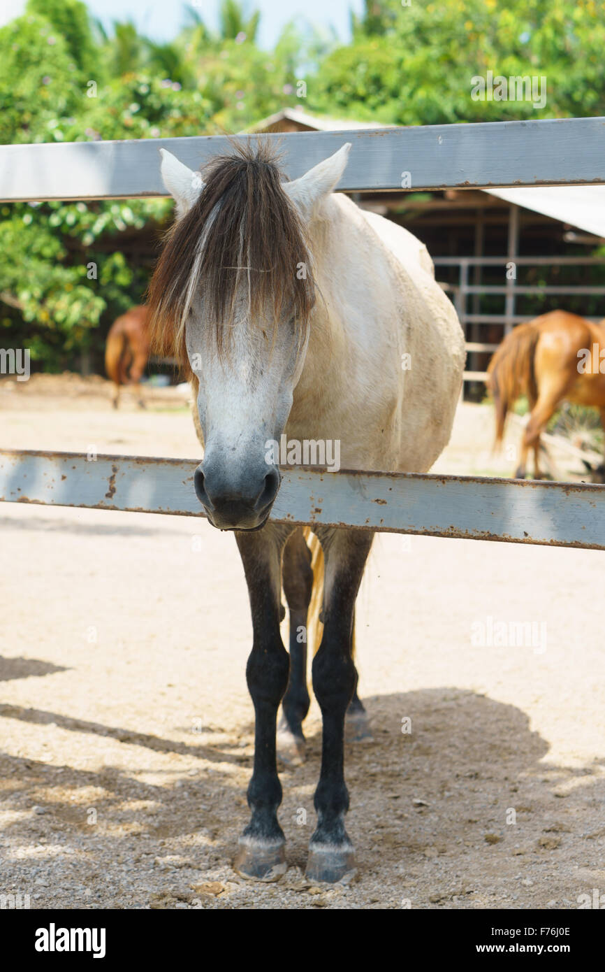 White horse in the box stall Stock Photo - Alamy