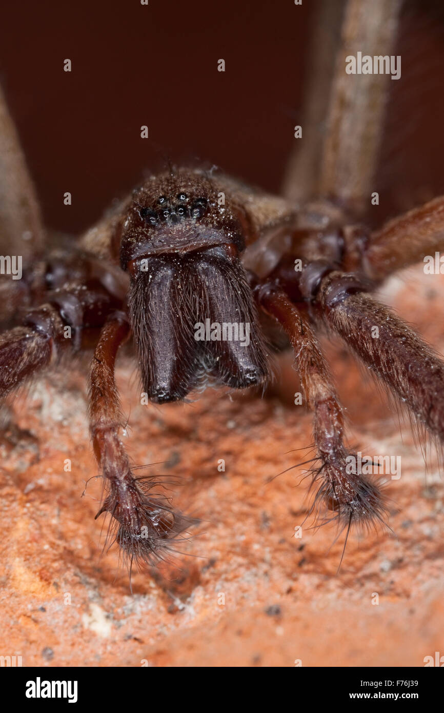 Giant European house spider, cobweb spider, male, Hauswinkelspinne ...