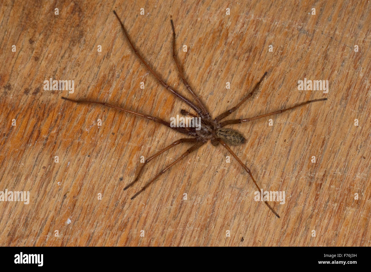 Giant European house spider, cobweb spider, male, Hauswinkelspinne ...