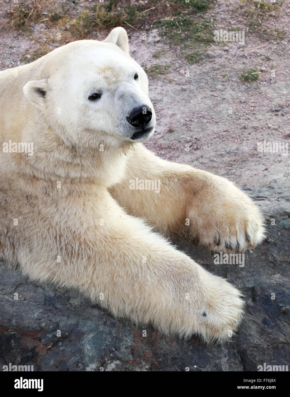 Polar white bear hi-res stock photography and images - Alamy