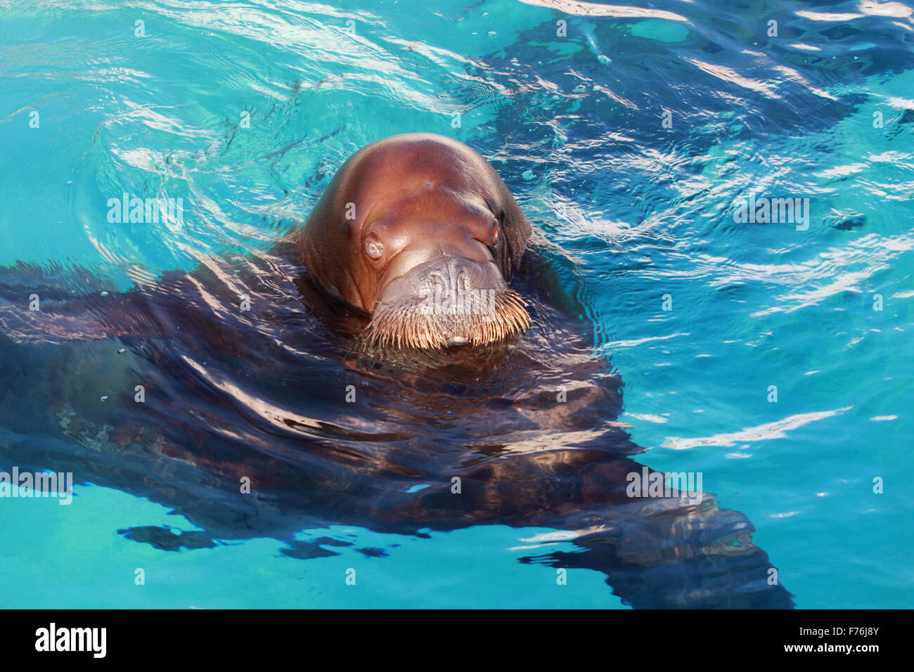 Walrus mustache hi-res stock photography and images - Alamy