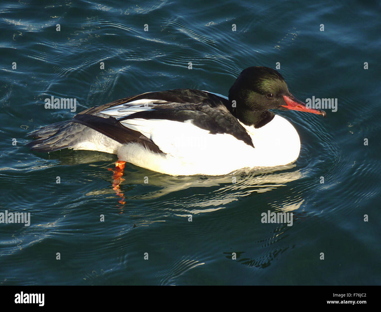 Goosander male duck Stock Photo - Alamy