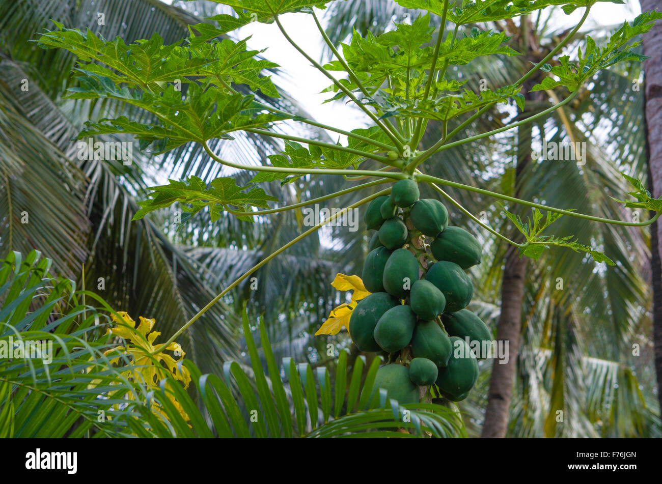 fruit tropical a papaya green Stock Photo - Alamy
