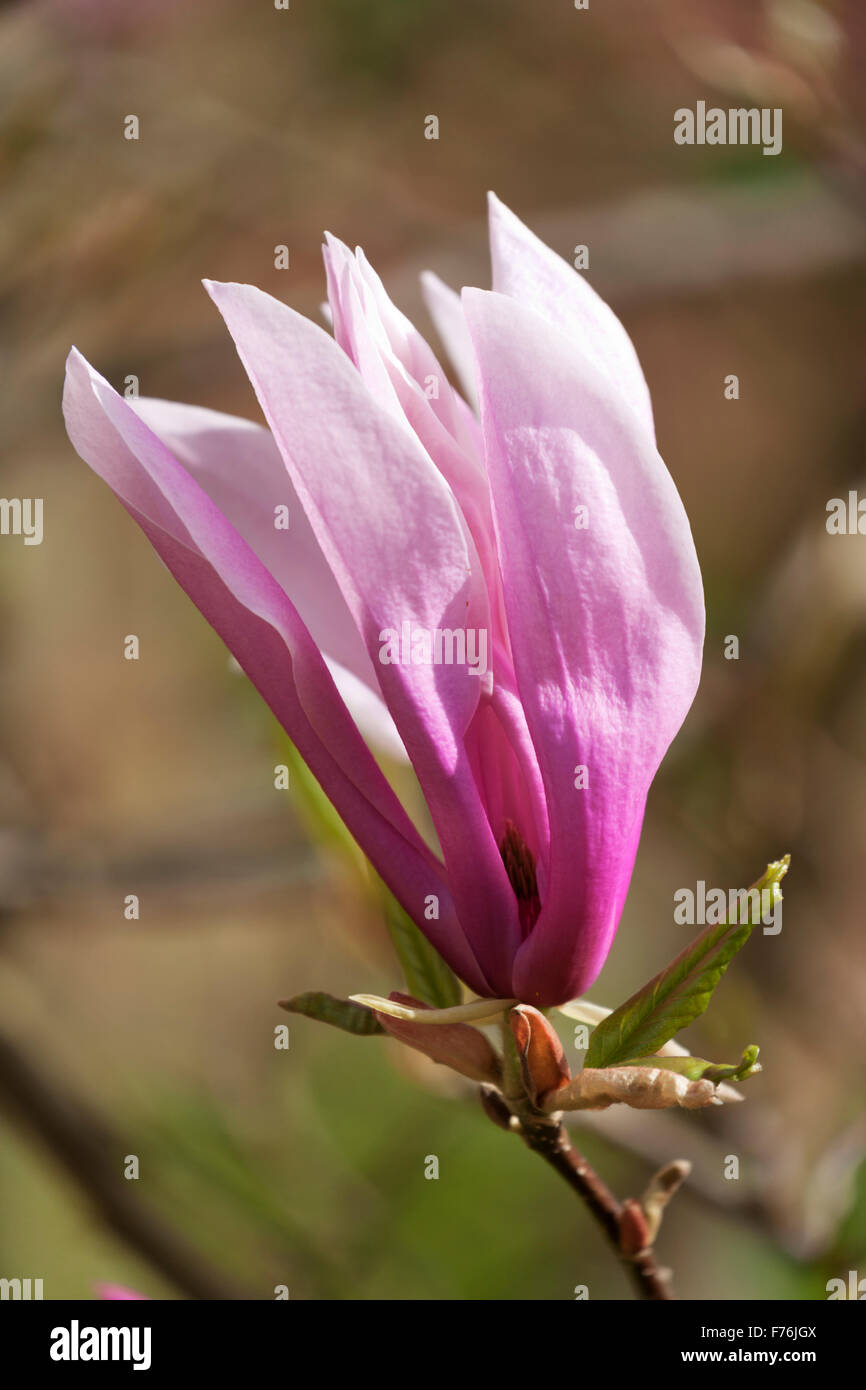 Magnolia flower bloom hi-res stock photography and images - Alamy