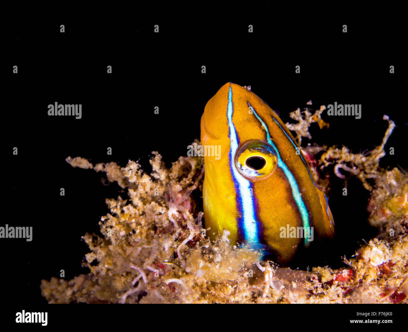 Sabretooth blenny hi-res stock photography and images - Alamy