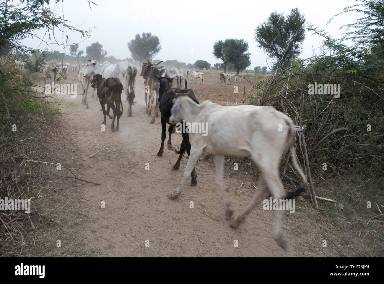 herd of cows, cattle herd, pushkar, rajasthan, india, asia Stock Photo ...