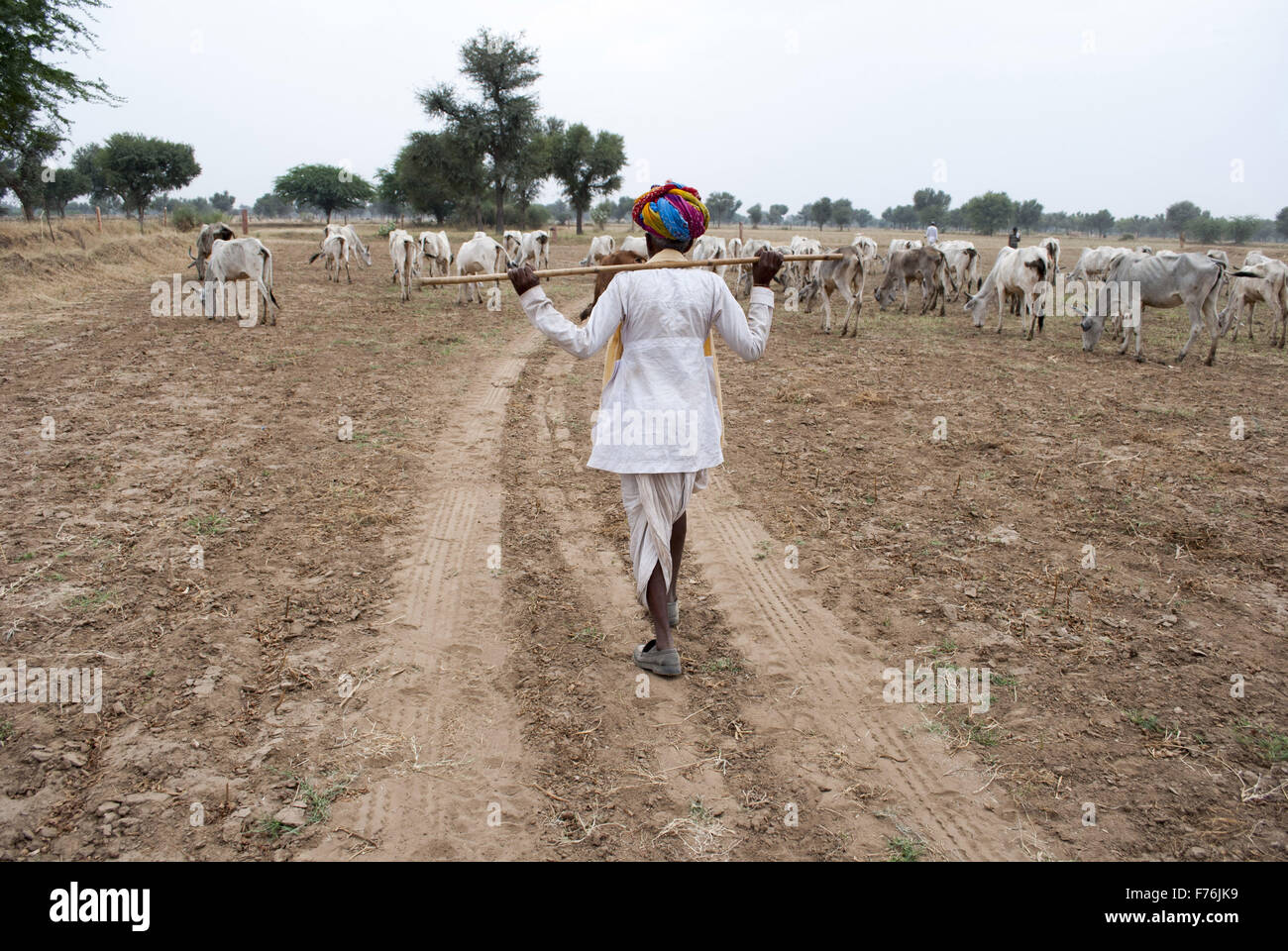 Indian man with cows hi-res stock photography and images - Alamy