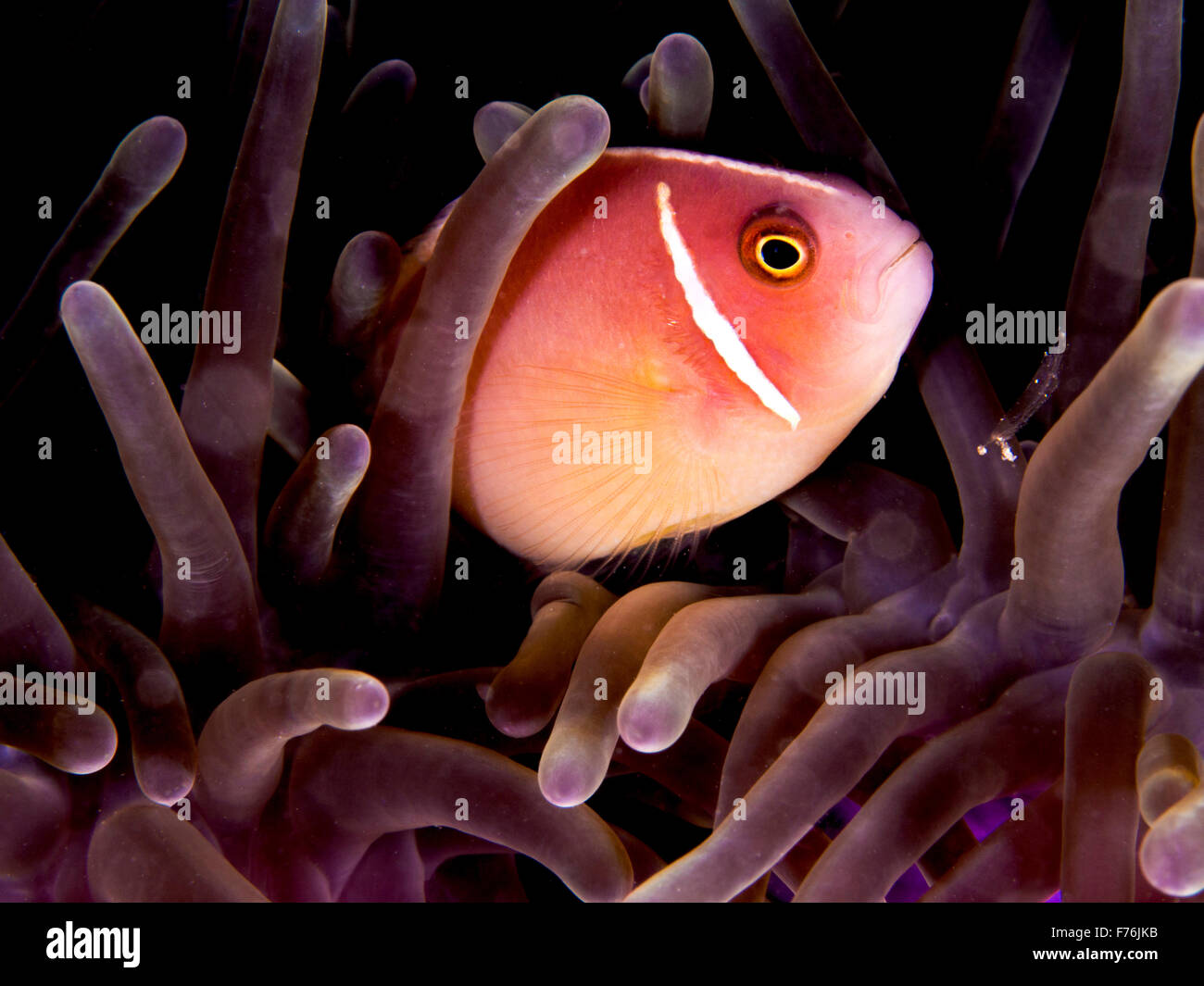 Pink skunk clowfish in coral hi-res stock photography and images - Alamy