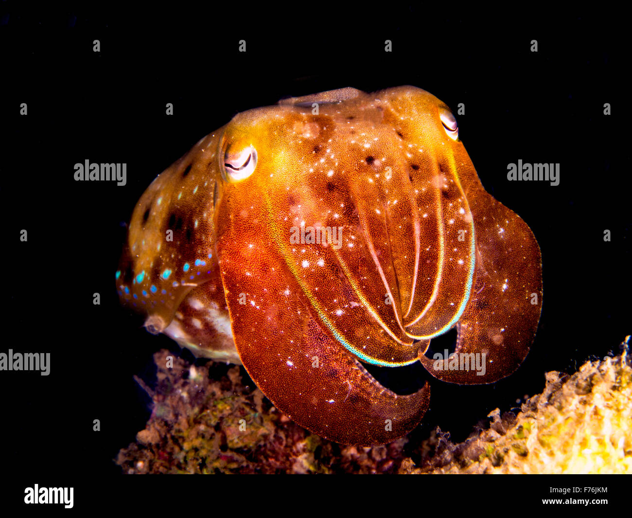 Cuttlefish while diving from Nha Trang, Vietnam Stock Photo - Alamy