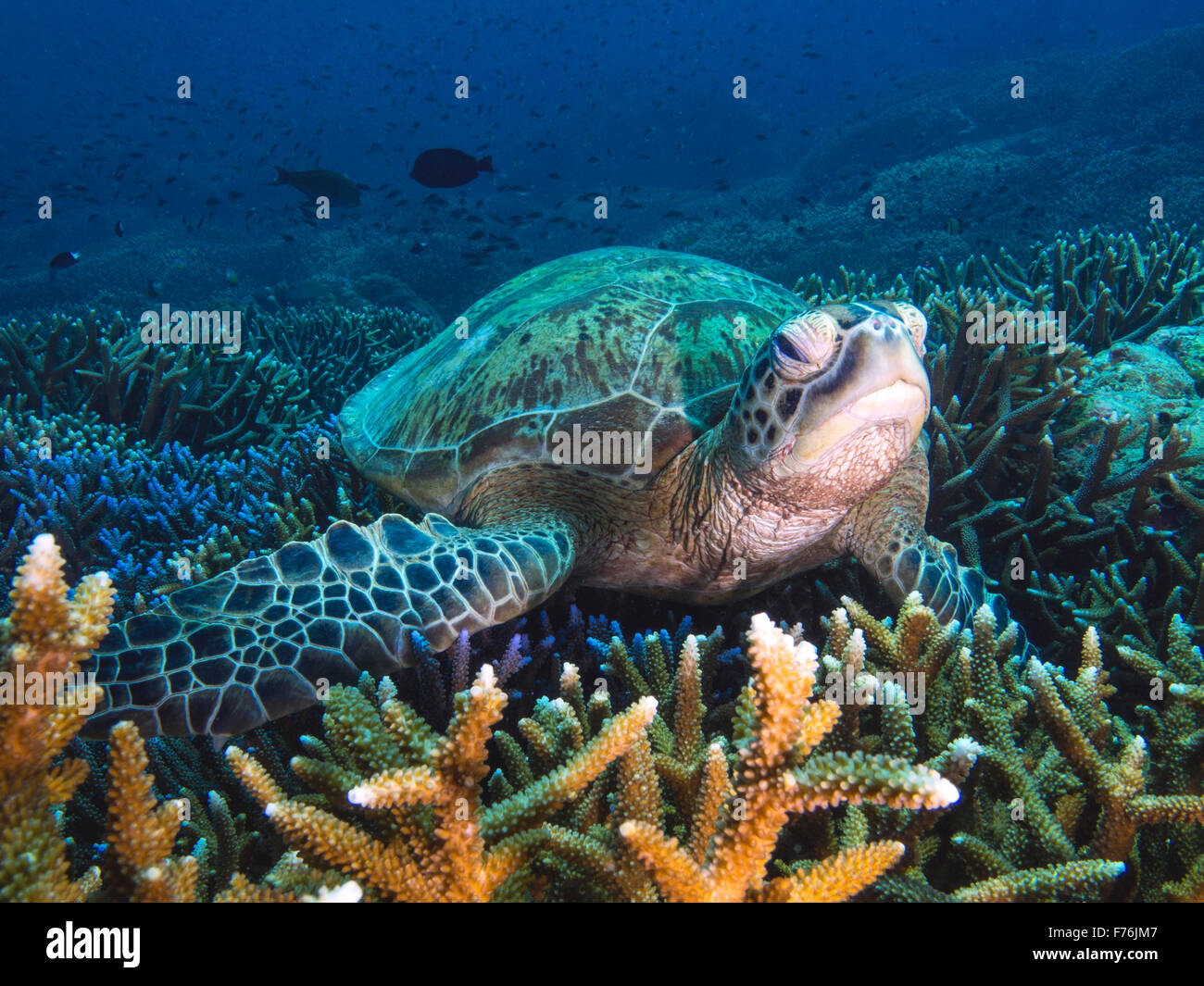 Turtle swimming to camera hi-res stock photography and images - Alamy