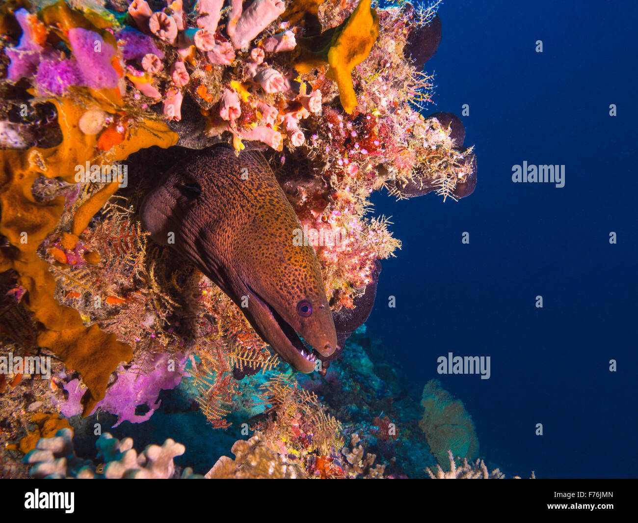 Moray eel teeth hi-res stock photography and images - Alamy