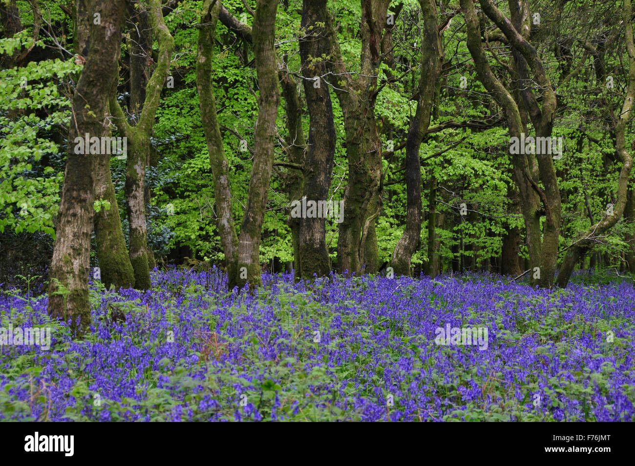 Bluebell wood in spring Stock Photo - Alamy