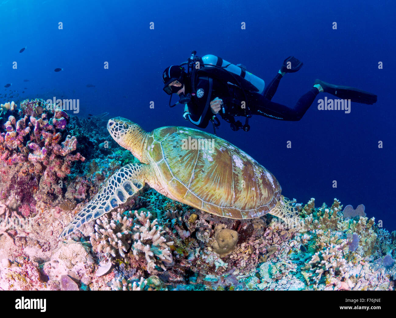 Close up green sea turtles eye hi-res stock photography and images - Alamy