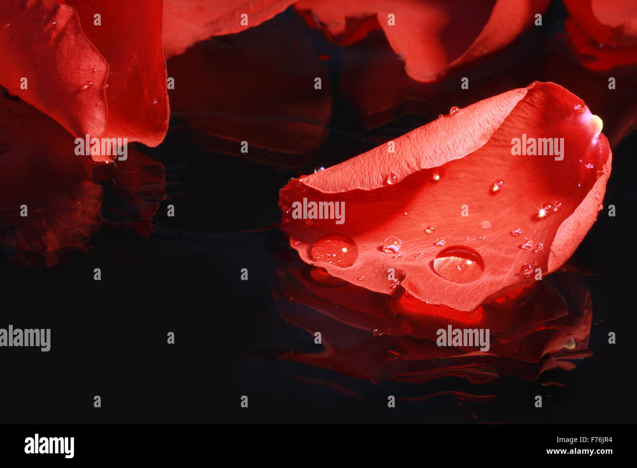 Red Rose Petal Stock Photo - Alamy