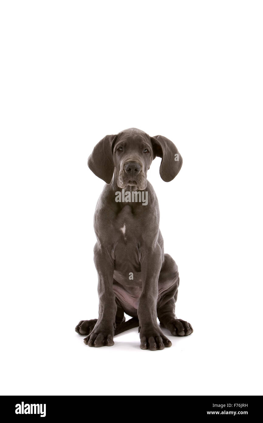 Cute danish dog Stock Photo - Alamy