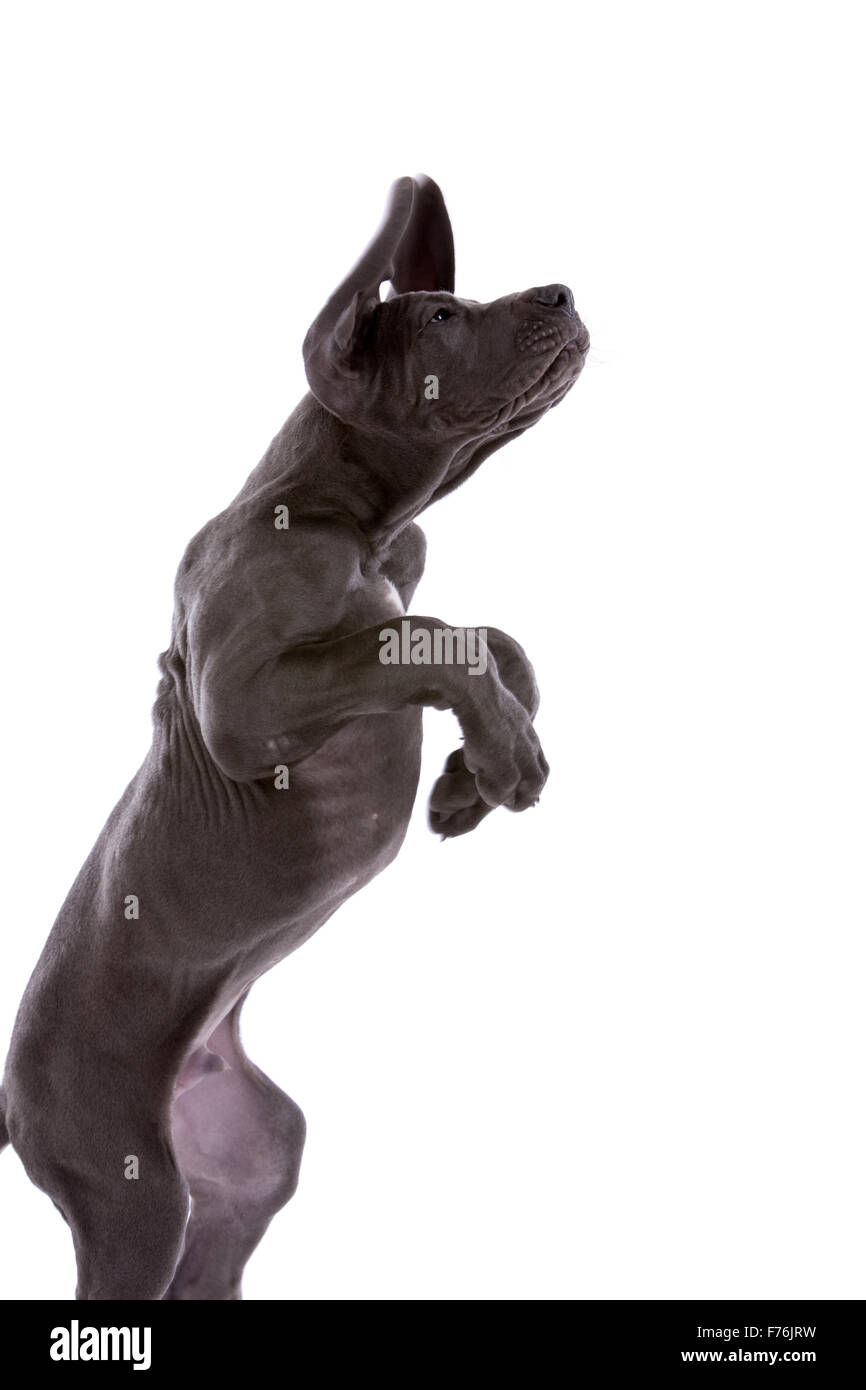 Pedigree great dane dog Cut Out Stock Images & Pictures - Alamy