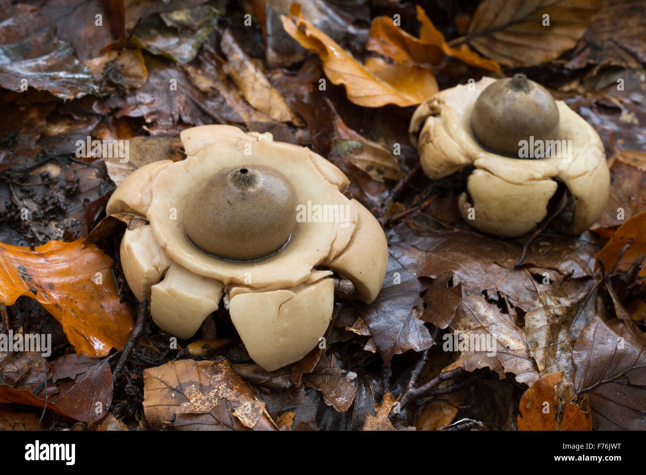 Collared Earthstar, saucered earthstar, triple earthstar, Halskrausen ...