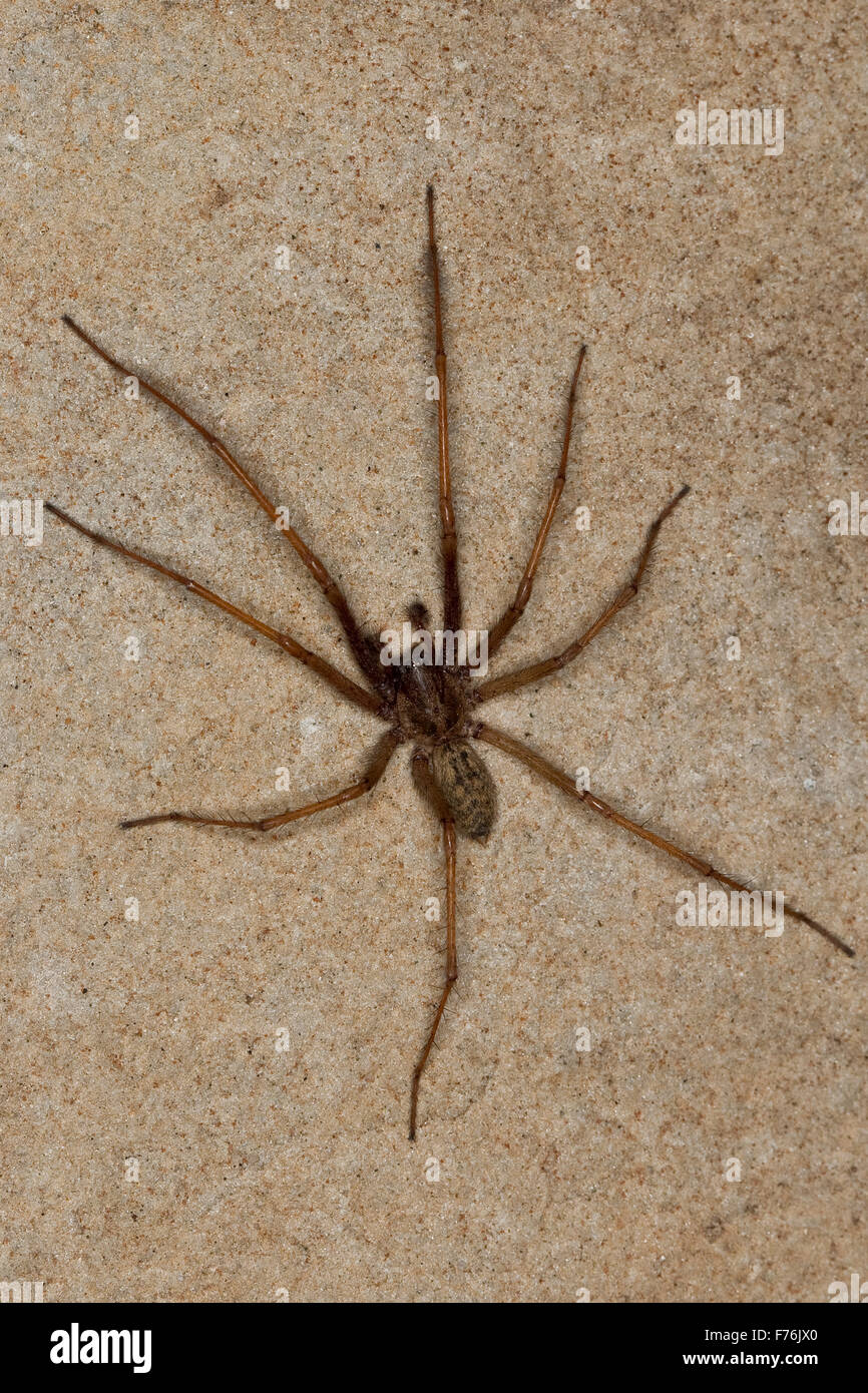 Giant European house spider, cobweb spider, male, Hauswinkelspinne ...