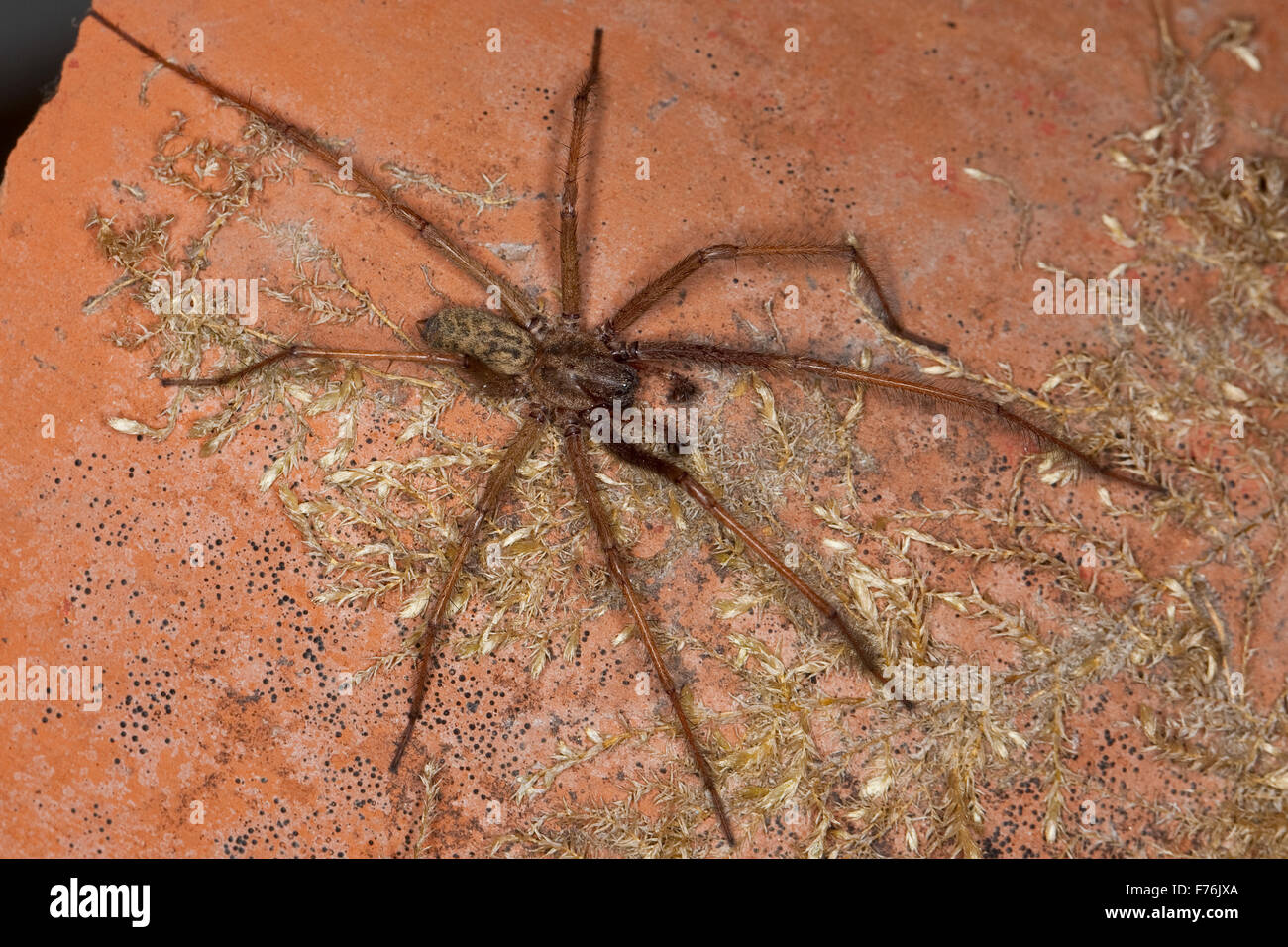Giant House Spider Male at Allan Ellis blog