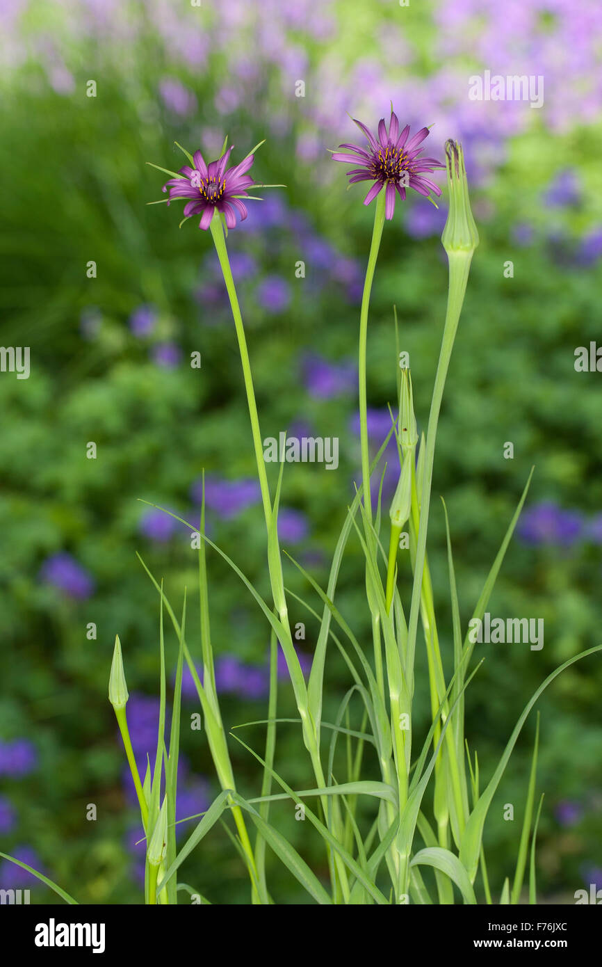 Purple salsify, goatsbeard, Haferwurzel, Haferwurz, Habermark, Purpur ...