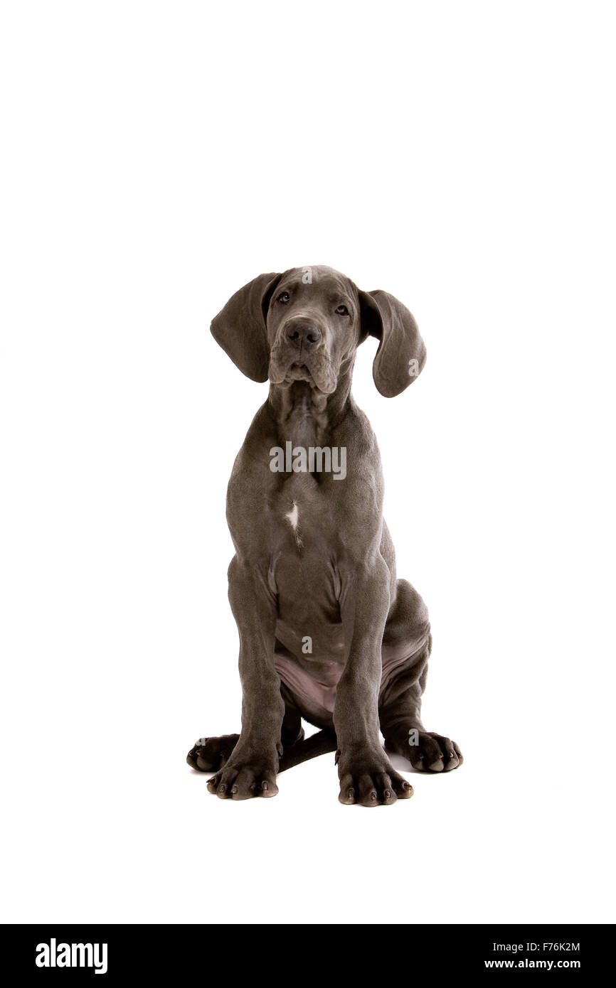 Adorable great dane pup Stock Photo - Alamy