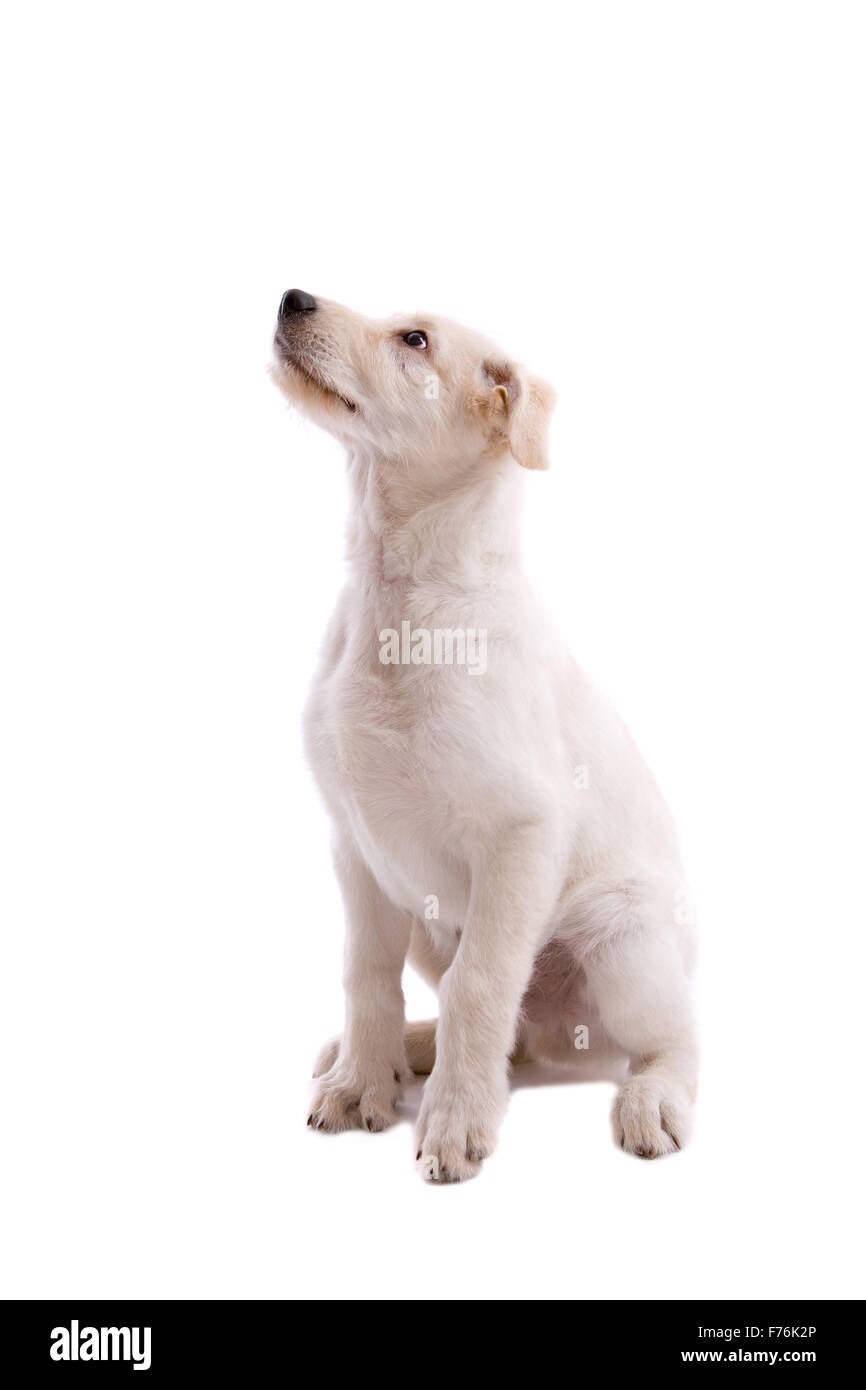 Attentive dog Cut Out Stock Images & Pictures - Alamy