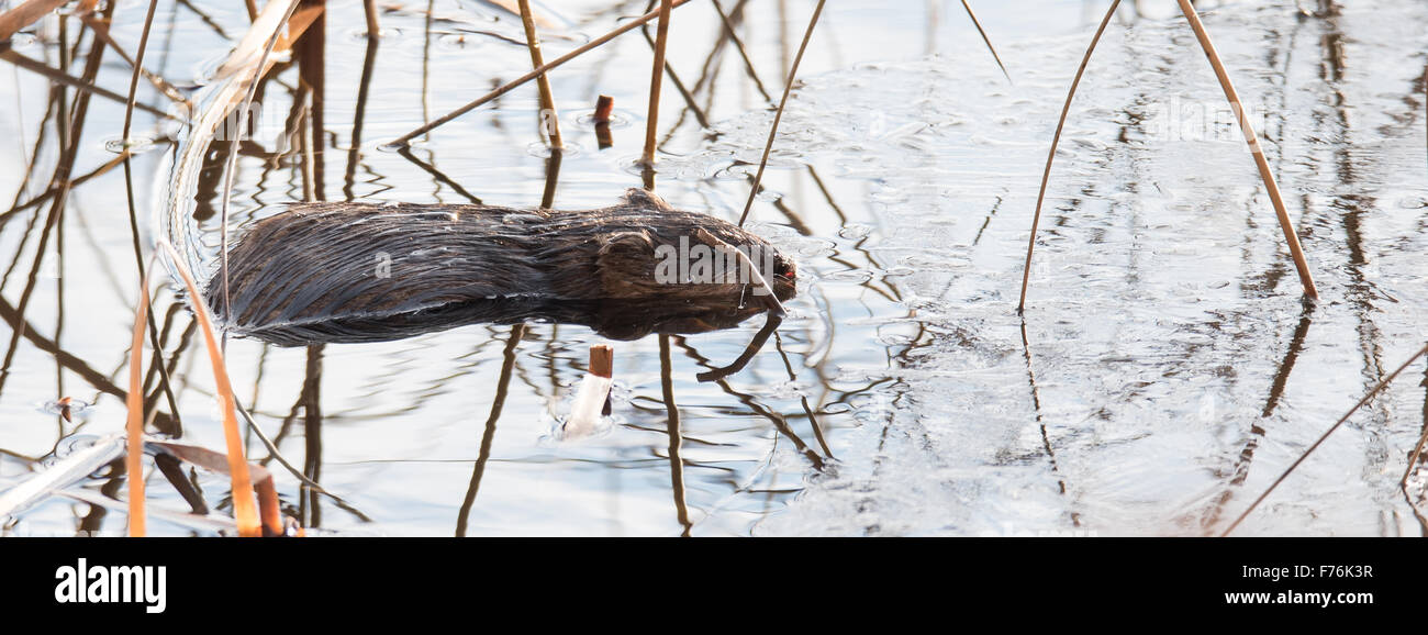 Engineer beaver hi-res stock photography and images - Alamy