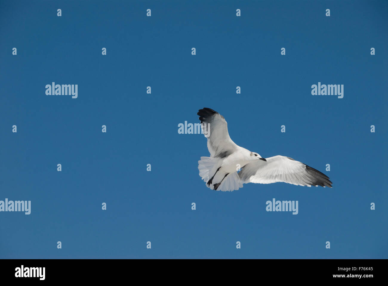Flying Gull on Sky Stock Photo - Alamy