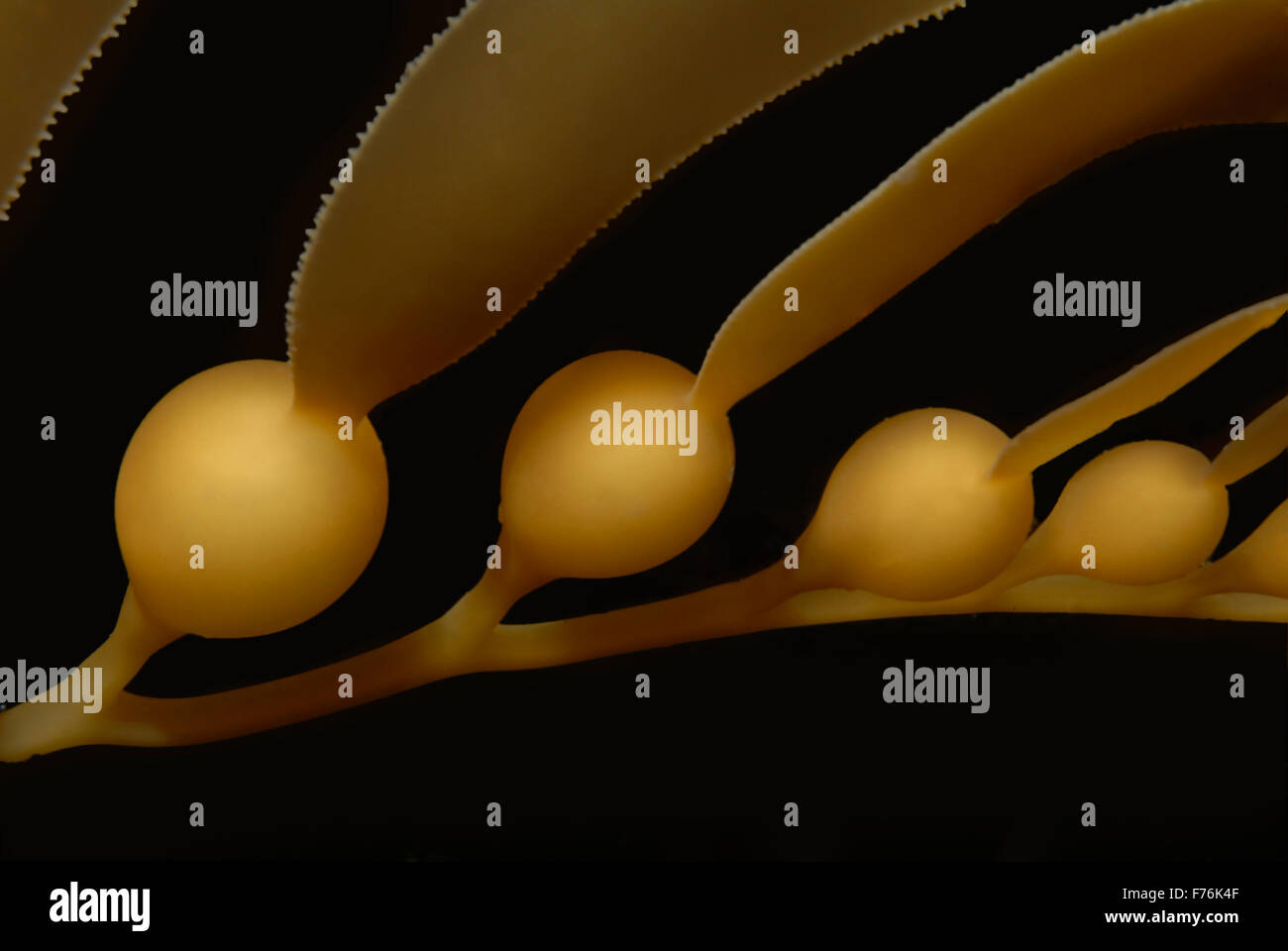 Macrocystis Microscope