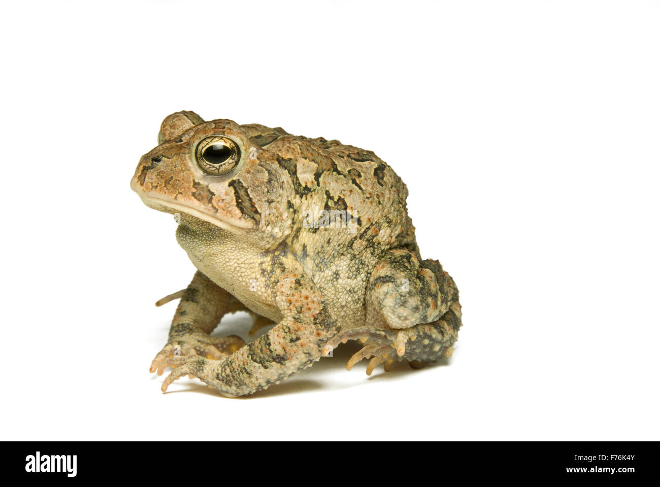 Southern Toad Profile Stock Photo - Alamy