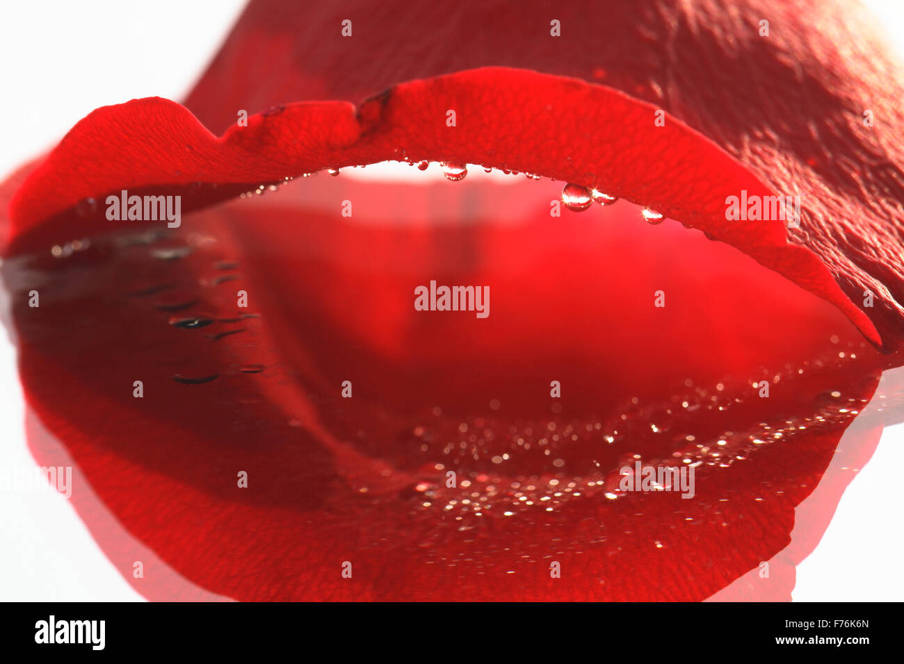 Exploding flower hi-res stock photography and images - Alamy